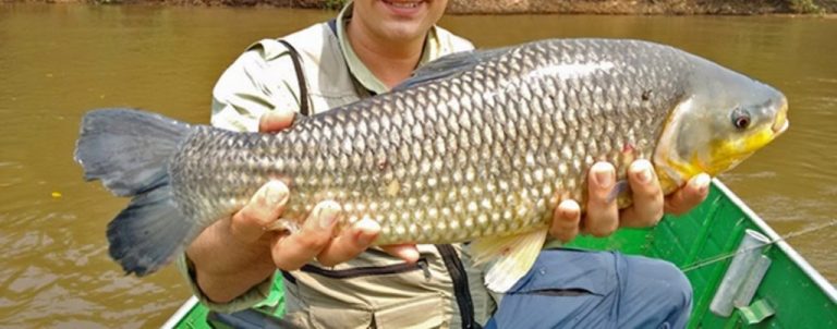 Piauçu peixe: características, reprodução, alimentação e habitat