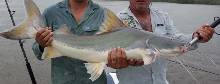 Piramutaba peixe: origem, características, alimentação e habitat