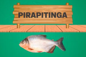 Pirapitinga peixe: característica, reprodução, alimentação e habitat