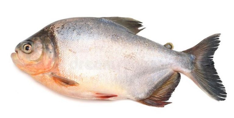 Pirapitinga peixe: característica, reprodução, alimentação e habitat