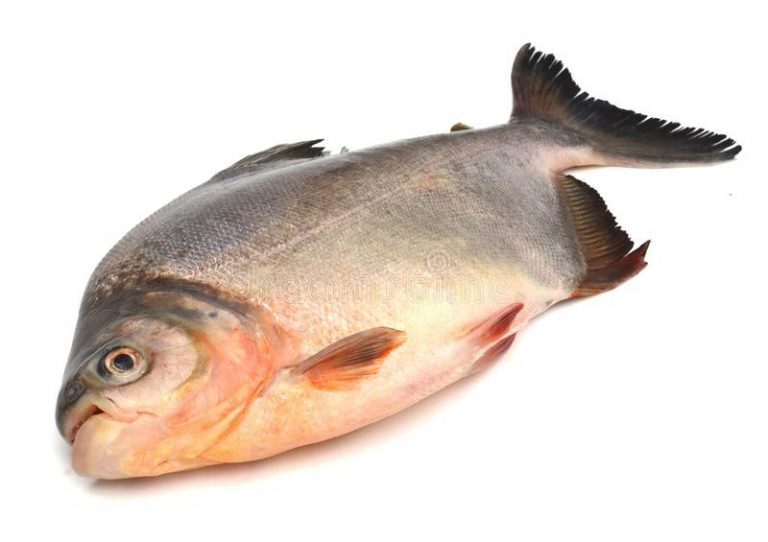 Pirapitinga peixe: característica, reprodução, alimentação e habitat