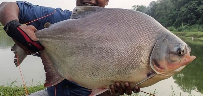 Pirapitinga peixe: característica, reprodução, alimentação e habitat