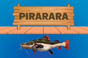 Pirarara peixe: características, reprodução, alimentação e habitat
