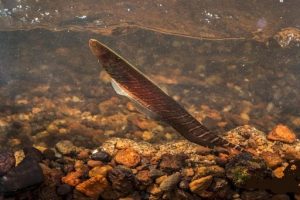 Sarapó peixe: tipos, características, alimentação, habitat e dicas