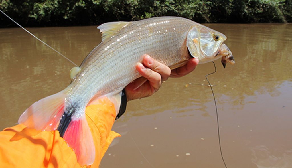 Tabarana peixe: características, reprodução, alimentação e habitat