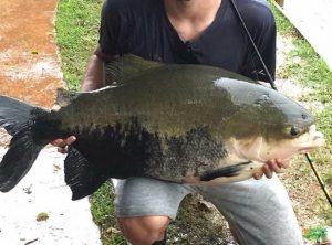 Tambacu peixe: origem, características, alimentação e habitat