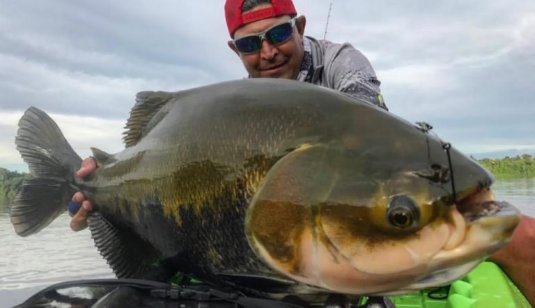 Tambaqui peixe: tipos, alimentação, habitat e tipos de iscas