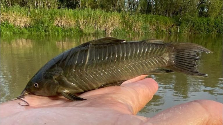 Tamuatá peixe: características, reprodução, alimentação e habitat