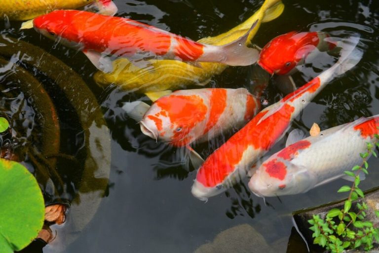 Carpa peixe: tipos, alimentação, reprodução, habitat e receitas