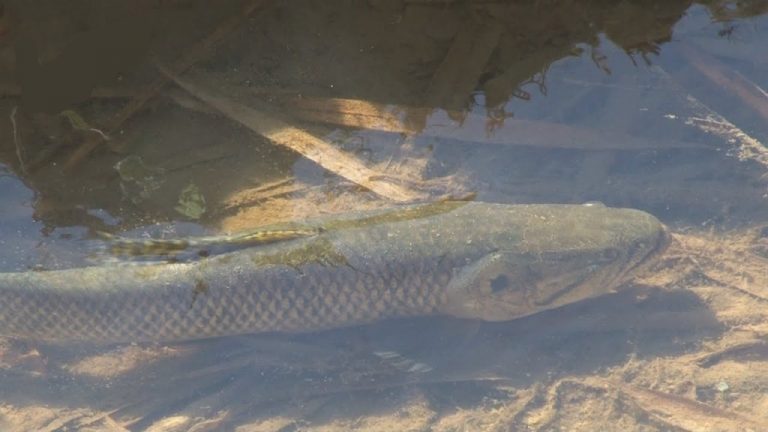 Trairão peixe: tipos, características, alimentação, habitat e receitas