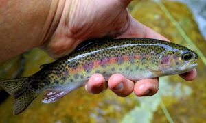 Truta arco íris: características, reprodução, alimentação e habitat