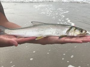 Ubarana peixe: características, reprodução, alimentação, habitat e ...