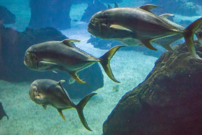 Xaréu peixe: tipos, características, alimentação, habitat e dicas