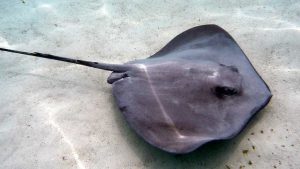 Arraia peixe: tipos, características, reprodução, alimentação, habitat ...