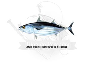 9 tipos de atum: características, informações e muito mais | Peixes