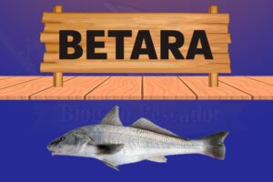 Betara peixe: tipos, características, reprodução, alimentação, habitat ...