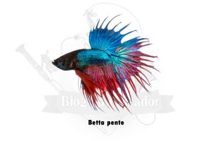 10 Tipos de betta: criação em aquário, alimentação e reprodução