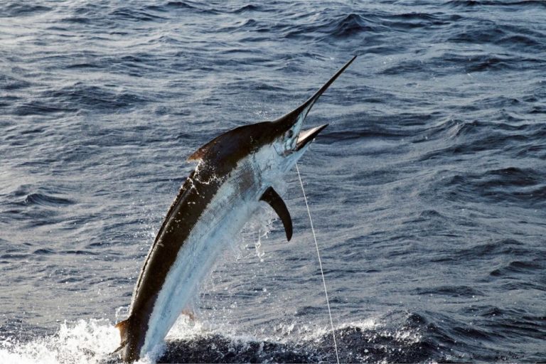 Marlim azul peixe: característica, reprodução, alimentação e habitat