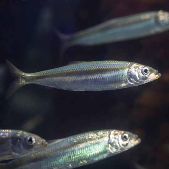 Arenque peixe: características, reprodução, alimentação, habitat e ...