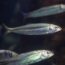 Arenque peixe: características, reprodução, alimentação, habitat e ...