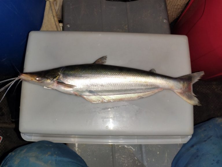 Mapará peixe: características, reprodução, alimentação e habitat