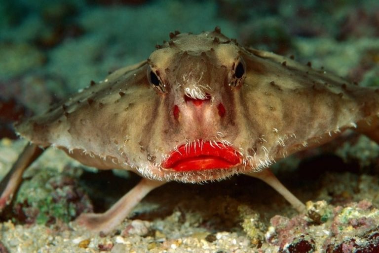 Peixe morcego: origem, características, curiosidades, reprodução ...