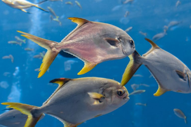 Pampo peixe: tipos, características, reprodução, alimentação, habitat e ...