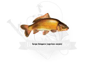 6 tipos de carpa: origem, onde encontrar, reprodução e dicas