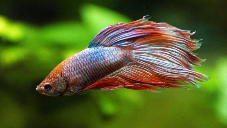 10 Tipos de betta: criação em aquário, alimentação e reprodução