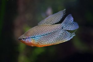 Tricogaster leeri peixe: origem, características, reprodução ...