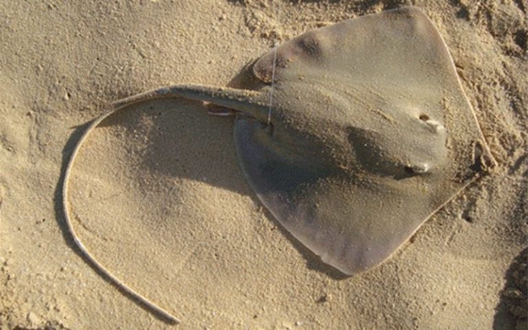 Arraia peixe: tipos, características, reprodução, alimentação, habitat ...