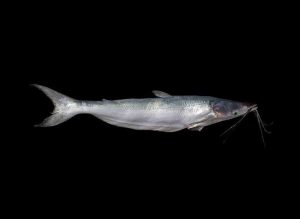 Mapará peixe: características, reprodução, alimentação e habitat