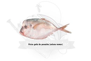 3 tipos de peixe galo: características, onde encontrar, reprodução e ...