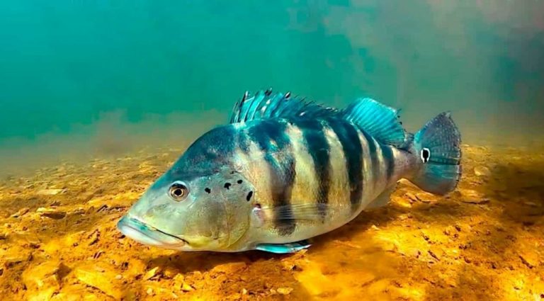 6 tipos de tucunarés: onde encontrar, reprodução e como pescar