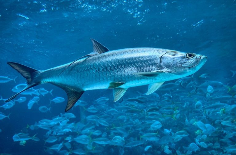 20 Peixes de água salgada: tipos, equipamentos, dicas e tipos de iscas