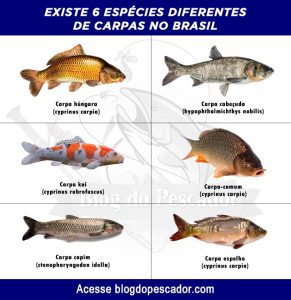 6 tipos de carpa: origem, onde encontrar, reprodução e dicas
