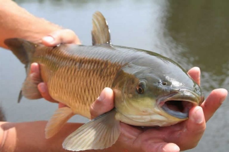 6 tipos de carpa: origem, onde encontrar, reprodução e dicas