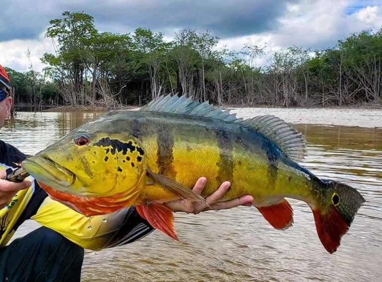 6 tipos de tucunarés: onde encontrar, reprodução e como pescar