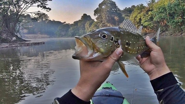 6 tipos de tucunarés: onde encontrar, reprodução e como pescar