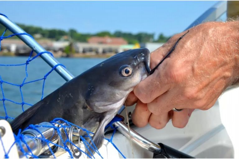 6 tipos de peixe gato: origem, características e informações