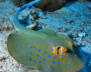 9 Tipos de arraias: características, cuidados, reprodução e habitat