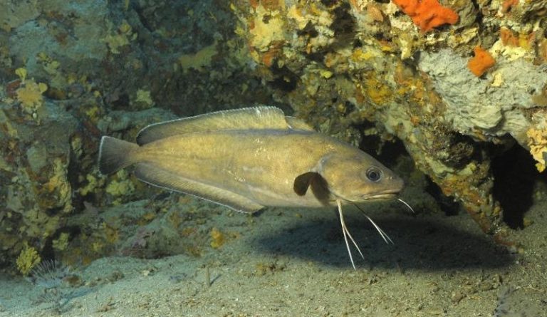 Abrótea peixe: espécies, características, curiosidades, reprodução ...