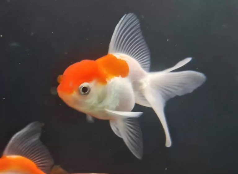 Kinguio peixe: origem, tipos, características, reprodução, alimentação ...