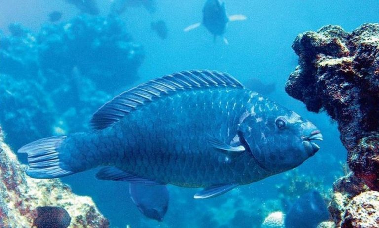 Budião peixe: características, curiosidades, reprodução, alimentação ...