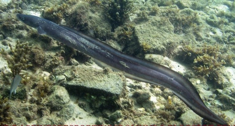 Congro peixe: características, reprodução, alimentação, habitat e tipos ...