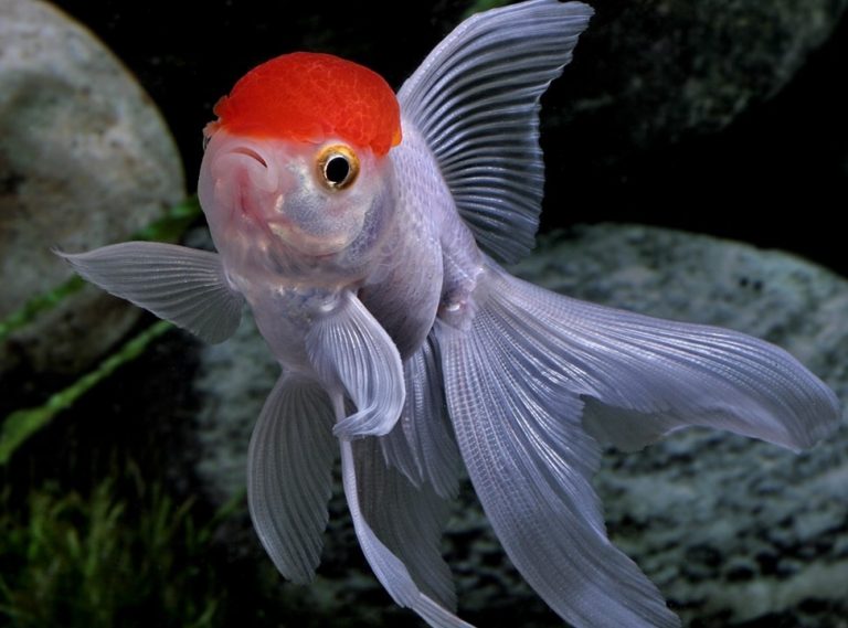 Kinguio peixe: origem, tipos, características, reprodução, alimentação ...
