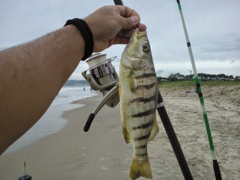 Roncador peixe: características, curiosidades, alimentação e habitat
