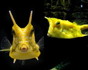 Peixe vaca: tipos, características, reprodução, alimentação, habitat e ...