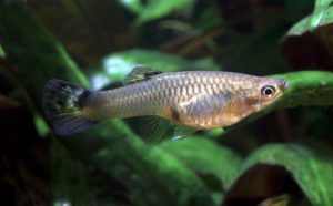 Guaru peixe: características, curiosidades, reprodução, alimentação ...