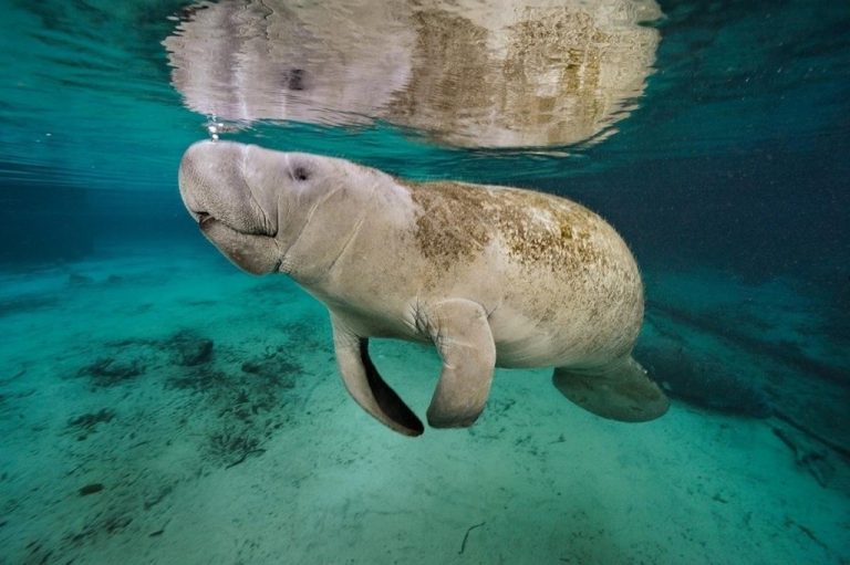 3 Tipos de peixes boi: origem, características, informações e muito mais